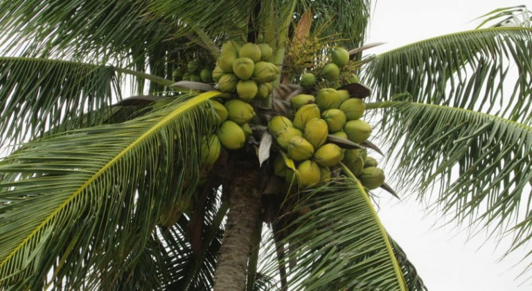 Chungathara | housefind